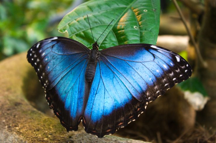 Hermosas Mariposas en Costa Rica - Galeria de Fotos - Go Visit Costa Rica