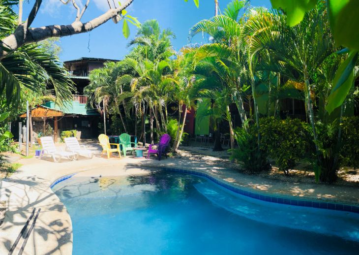 Sugar's Monkey - Go Visit Costa Rica